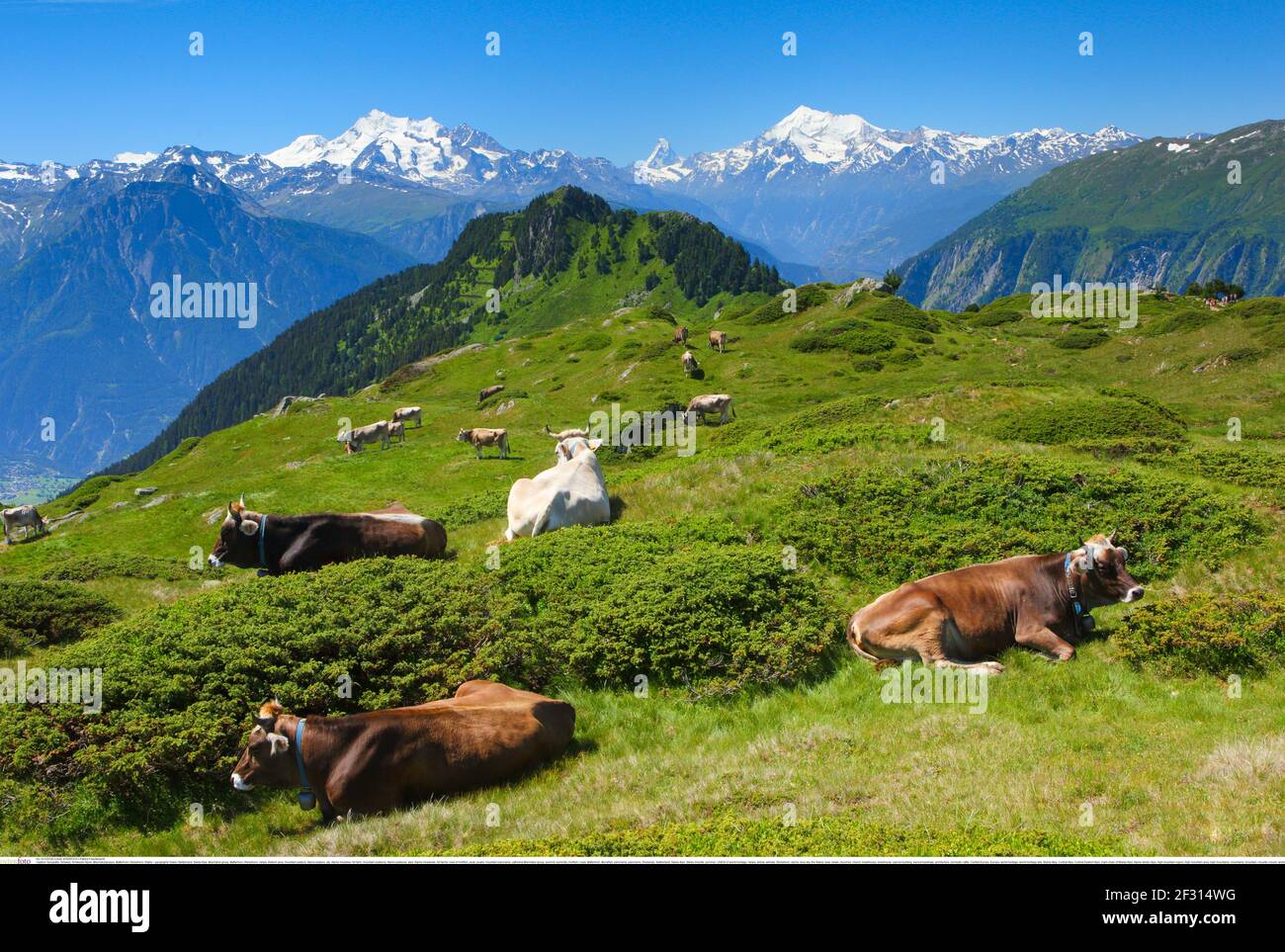 Swiss farming region hi-res stock photography and images - Alamy