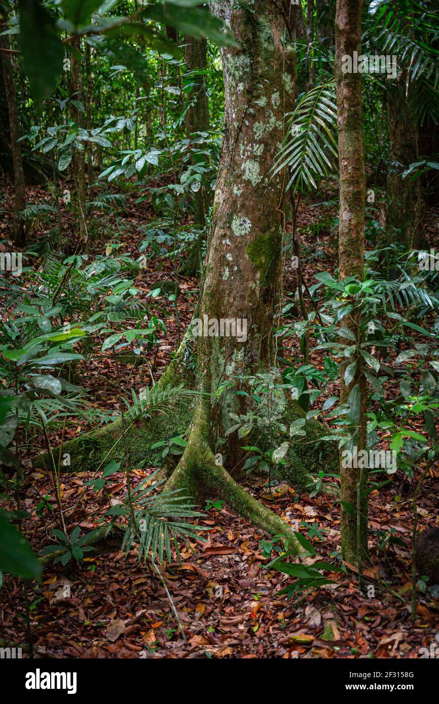 Trees in the jungle of Daintree National Park in Queensland, Australia ...