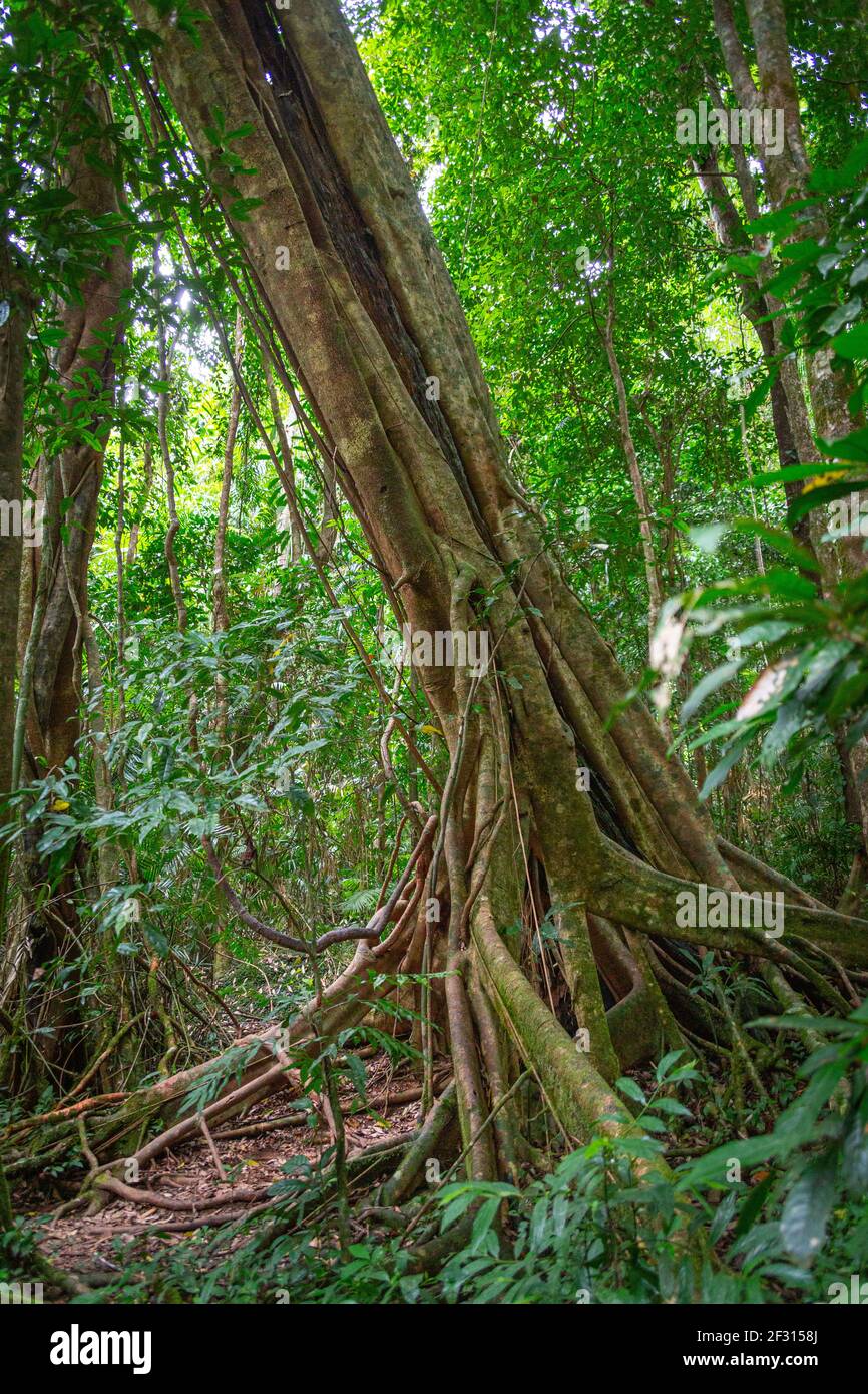 Trees in the jungle of Daintree National Park in Queensland, Australia ...