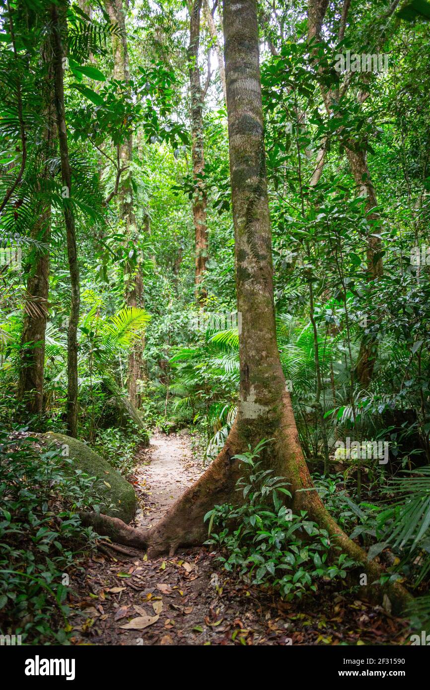 Trees in the jungle of Daintree National Park in Queensland, Australia ...