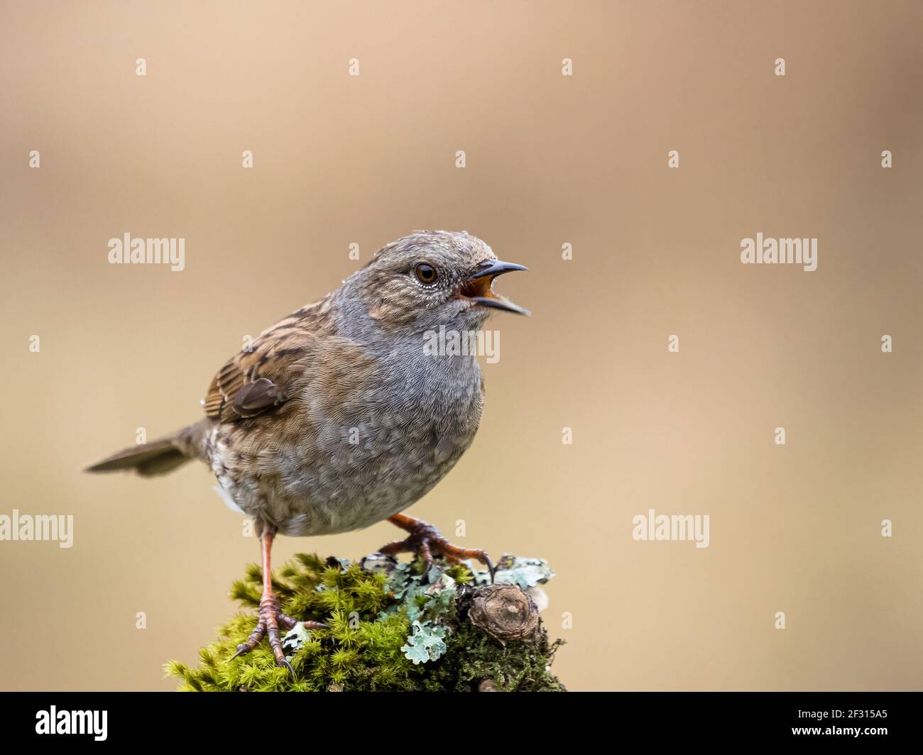 Dunnock in rural garden hi-res stock photography and images - Alamy
