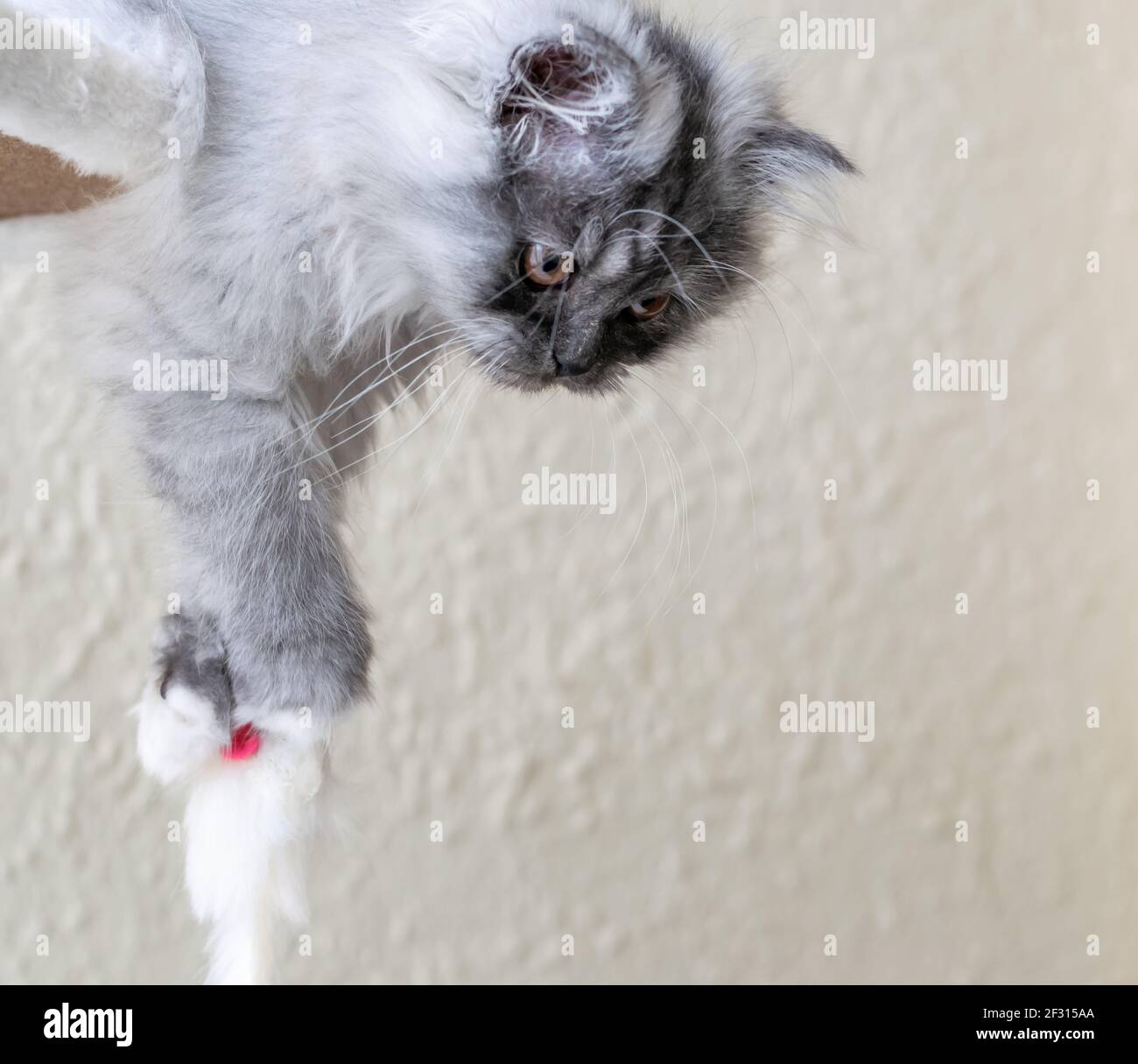 Gray kitten closeup. Little grey turkish angora kitten playing with ...