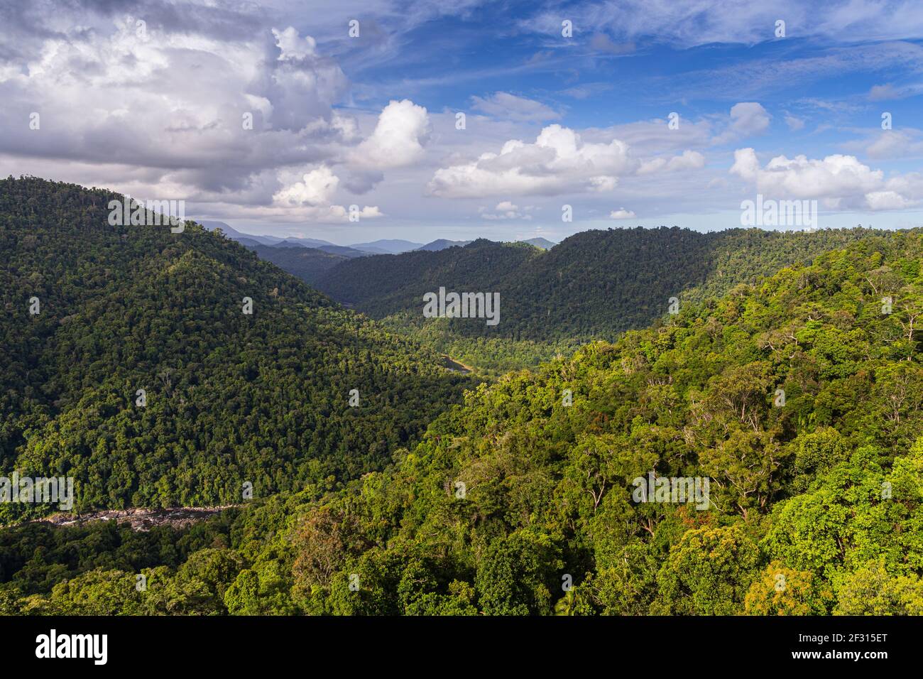 Trees in the Mamu Rainforest in Queensland, Australia Stock Photo - Alamy