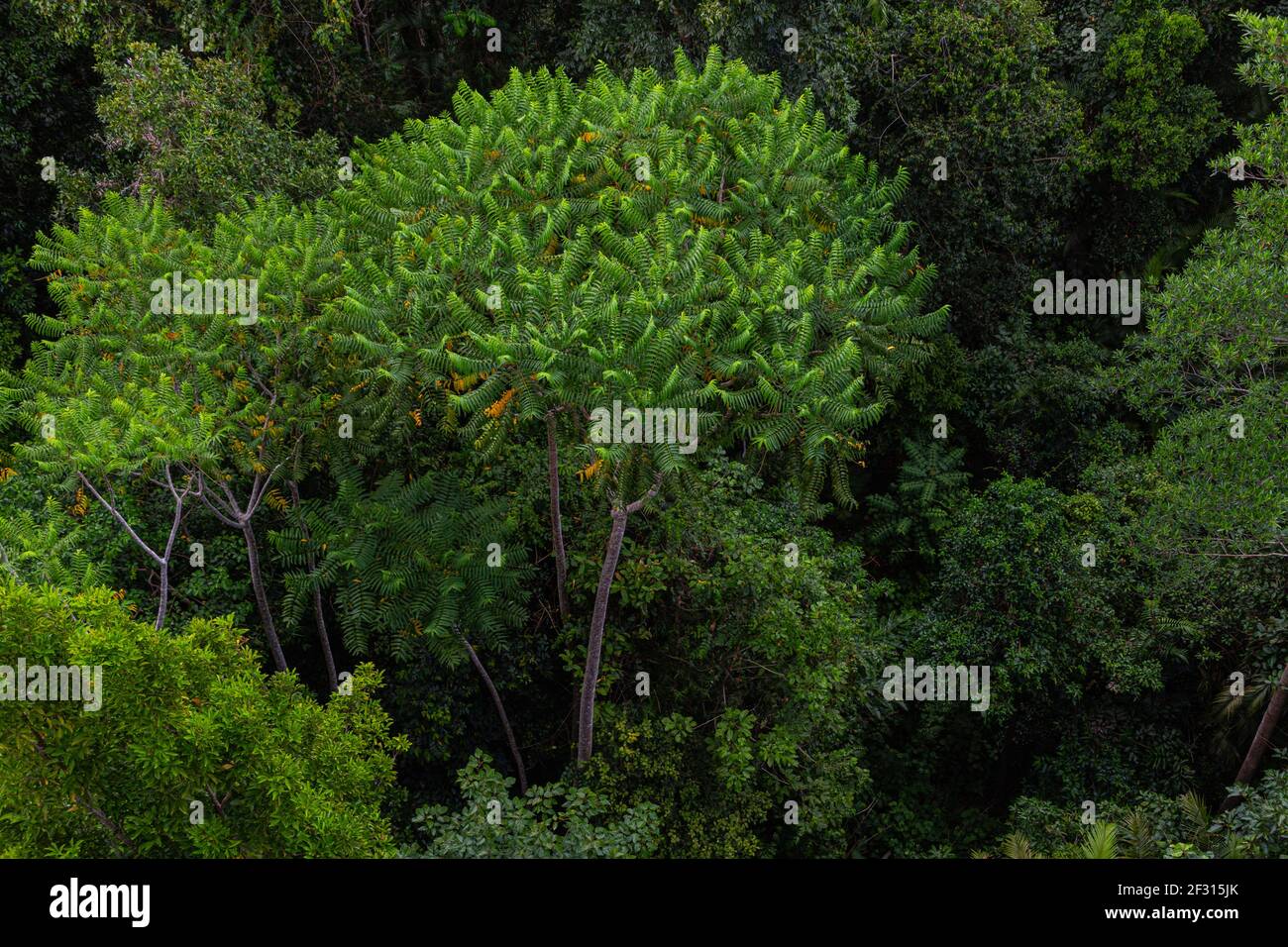 Trees in the Mamu Rainforest in Queensland, Australia Stock Photo - Alamy