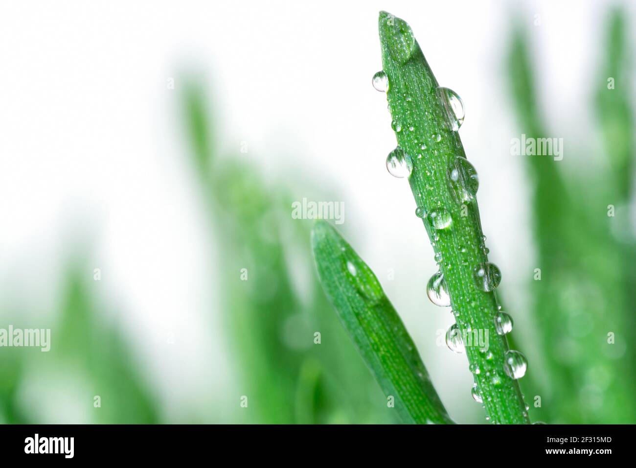Grass Blade Close Up