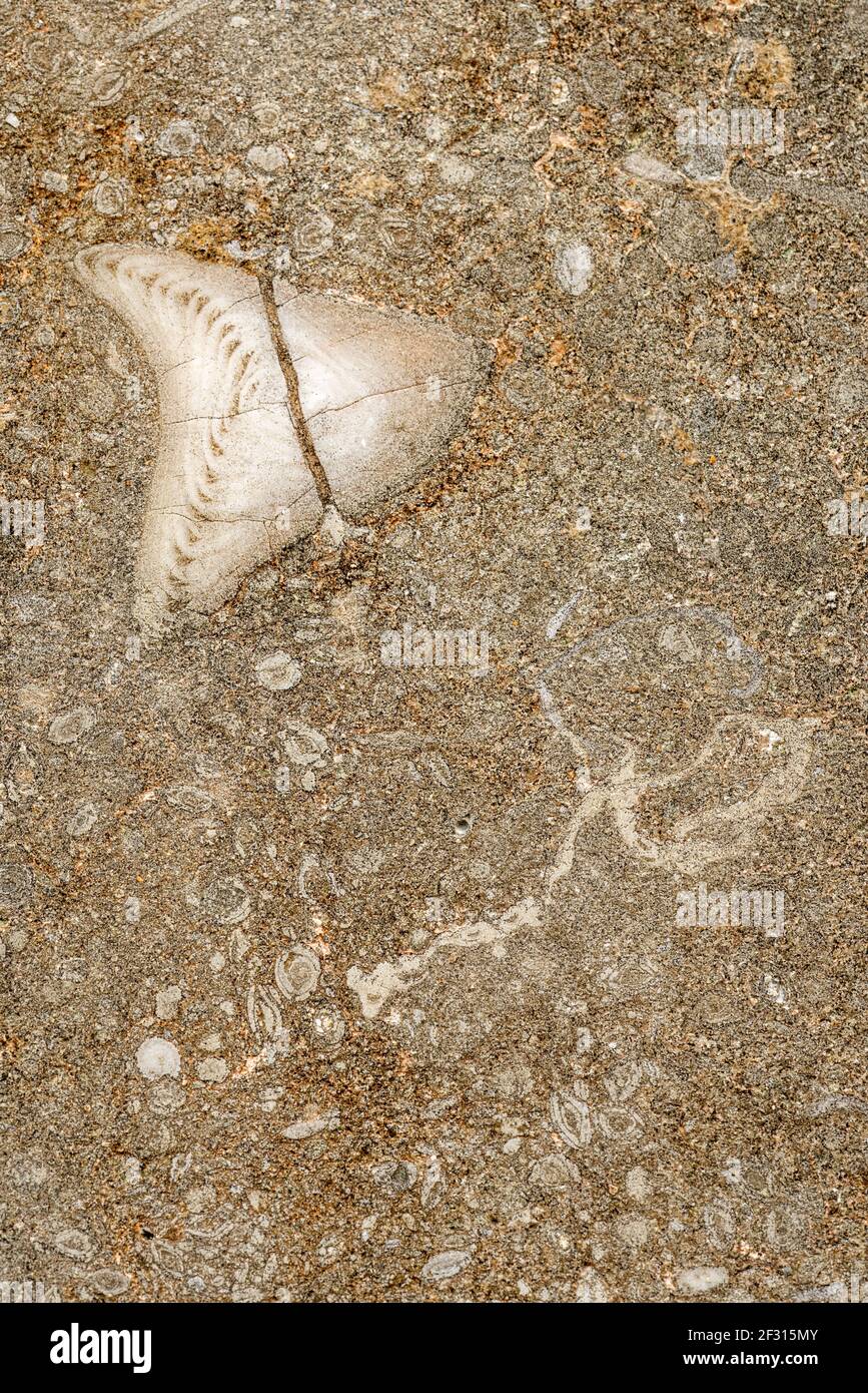 Fossiled fossil hi-res stock photography and images - Alamy