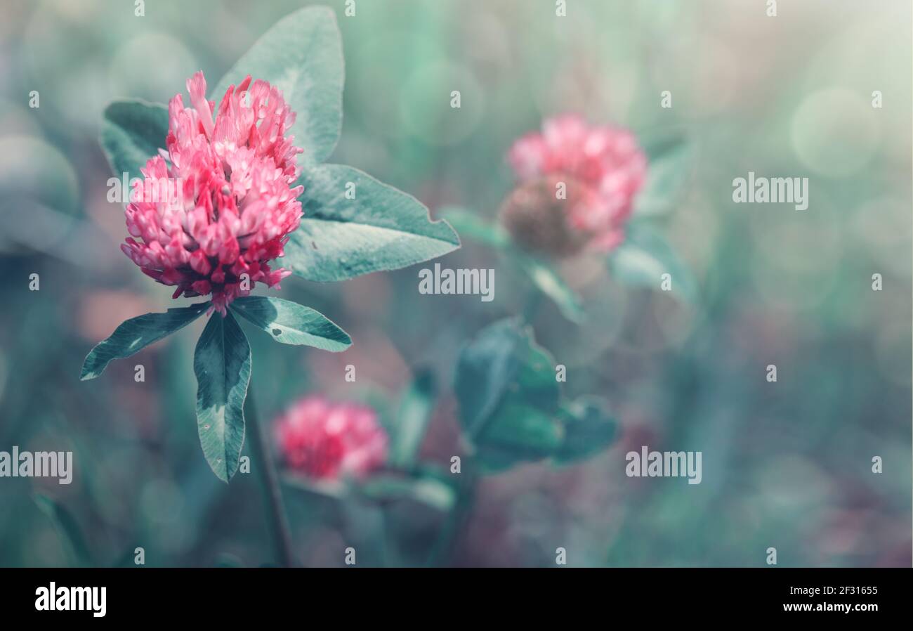 Pink clover flowers in the sunny spring day Stock Photo - Alamy