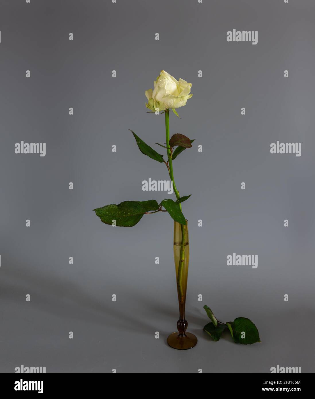 Still life with one white rose. Minimalism. Vintage Stock Photo - Alamy