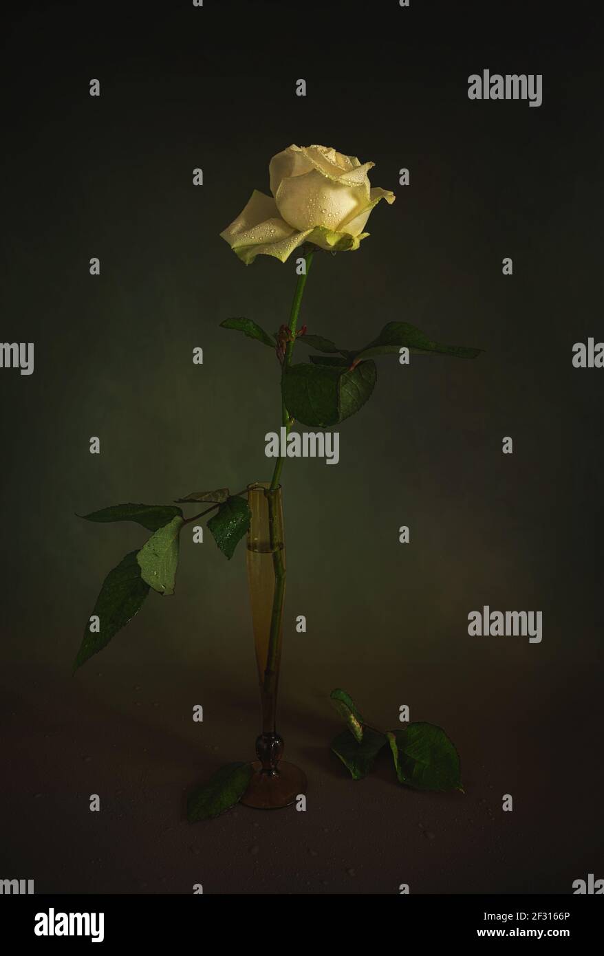 Still life with one white rose. Minimalism. Vintage Stock Photo - Alamy