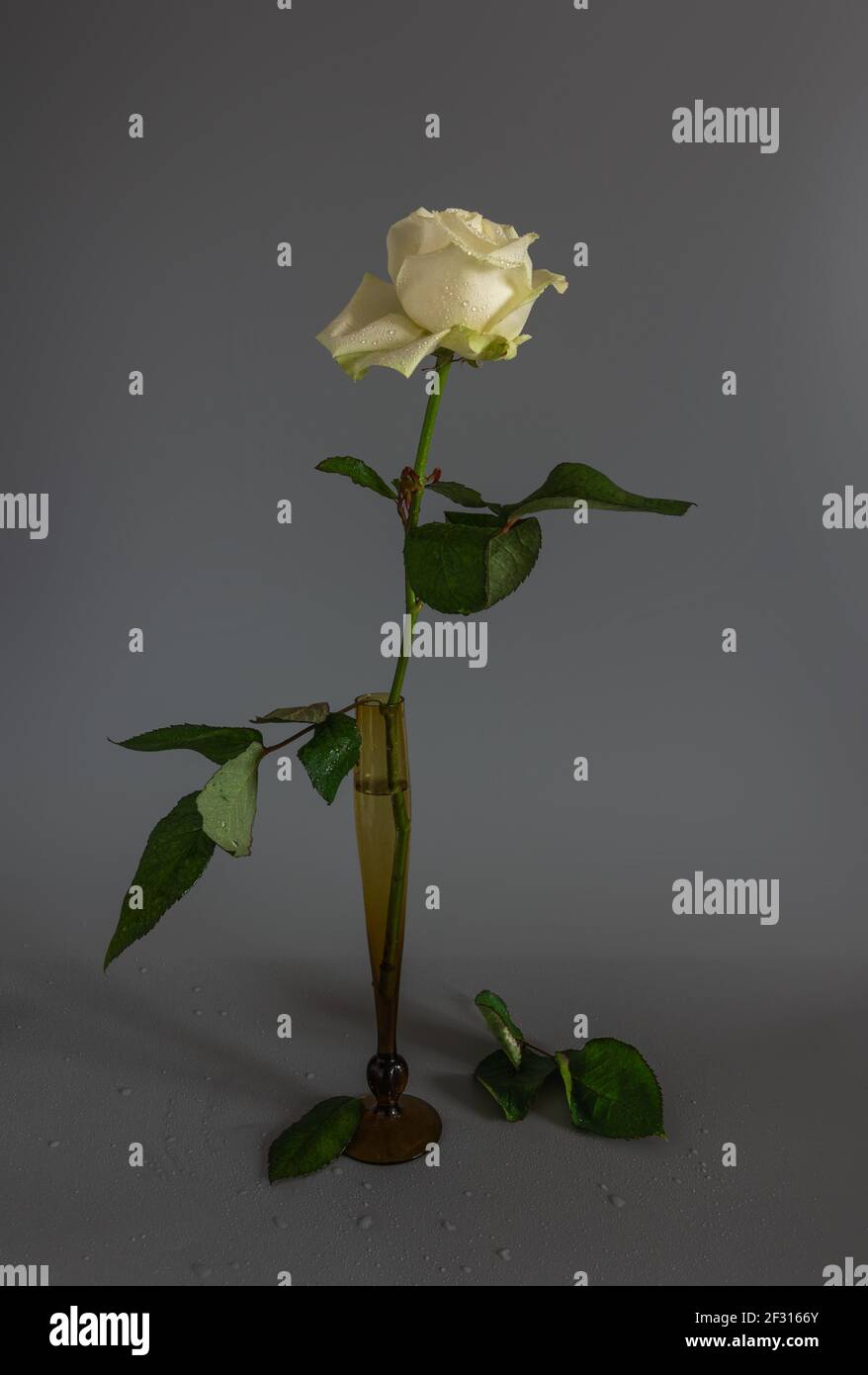 Still life with one white rose. Minimalism. Vintage Stock Photo - Alamy