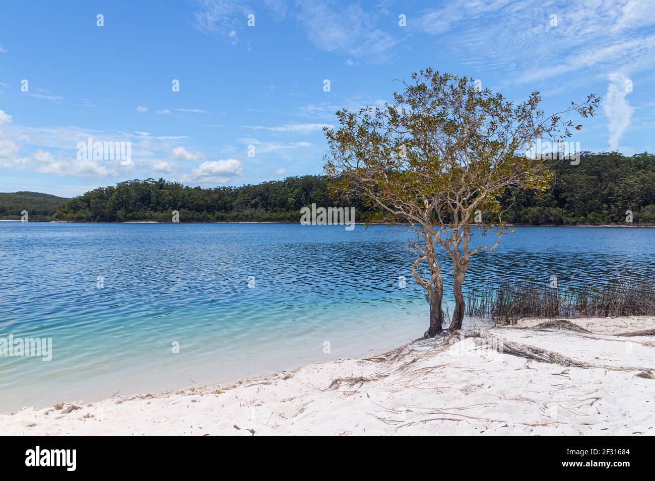 Lake McKenzie on Fraser Island in Queensland, Australia Stock Photo - Alamy