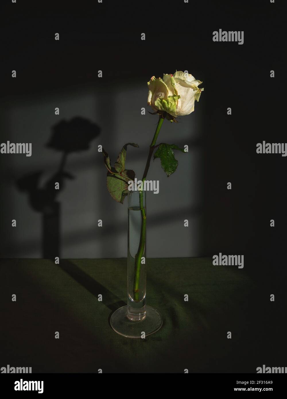 Still life with one white rose in the light from the window. Minimalism ...