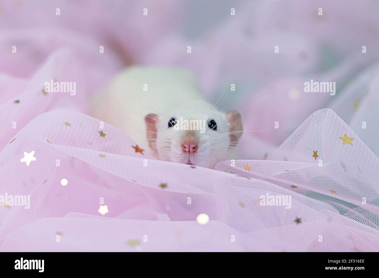 A small cute white decorative rat sits among folds of pink light and ...