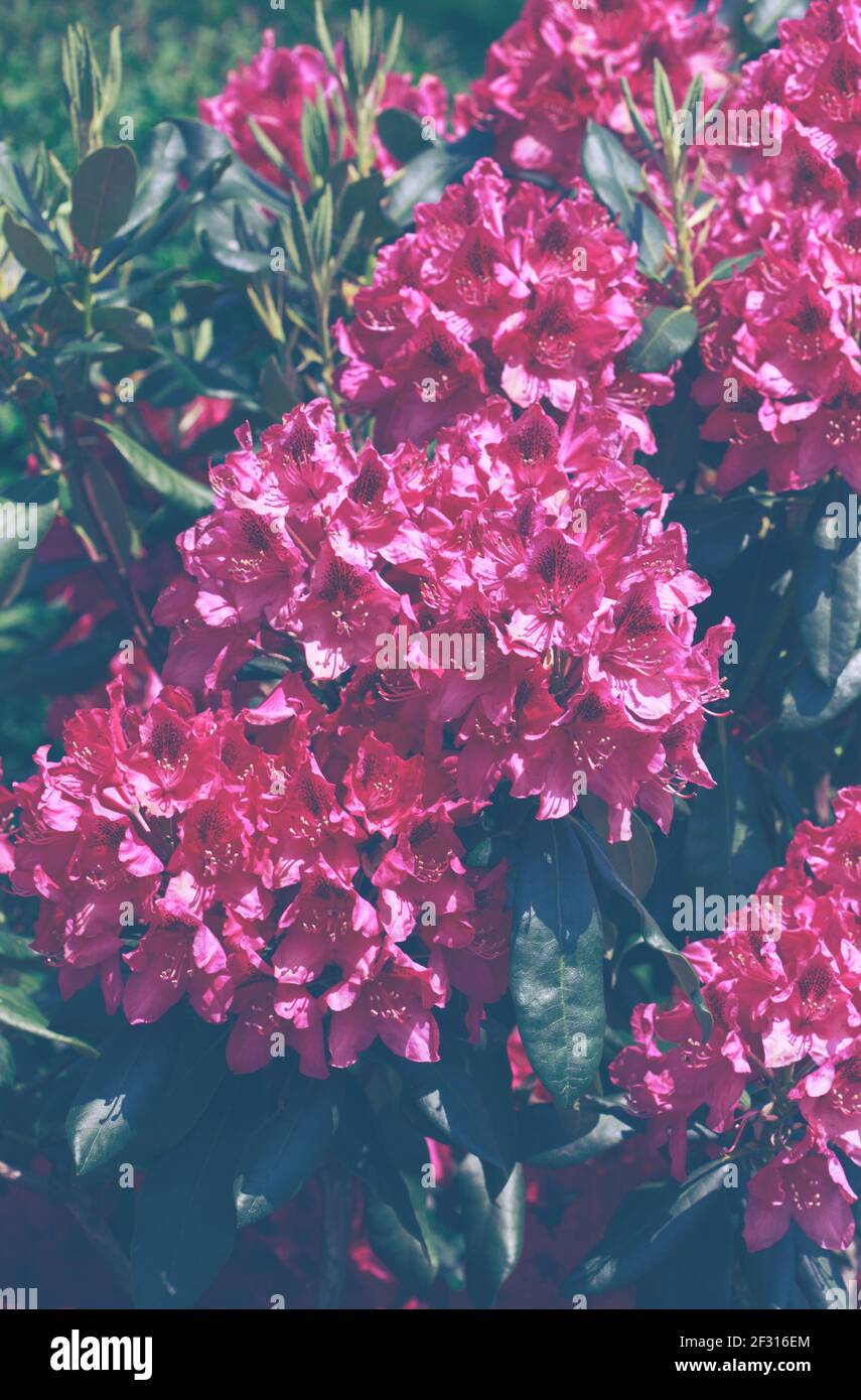 Pink Azaleas flowers in the garden.Spring background Stock Photo - Alamy
