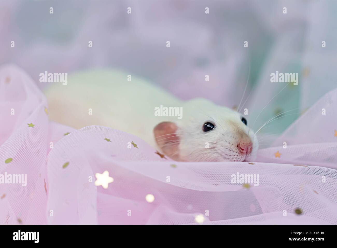 A small cute white decorative rat sits among folds of pink light and ...
