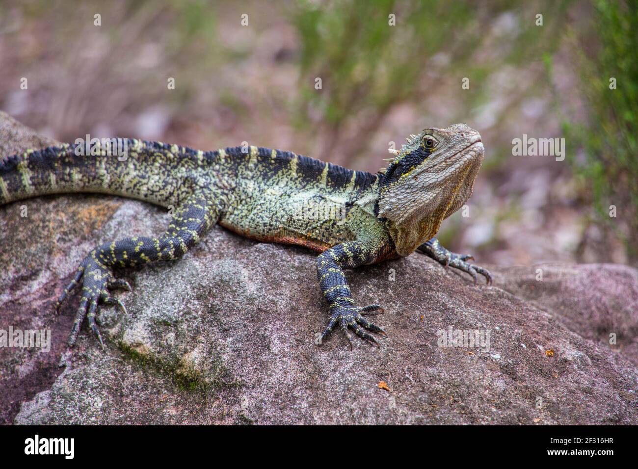 Australian water dragon in Brisbane, Australia Stock Photo - Alamy
