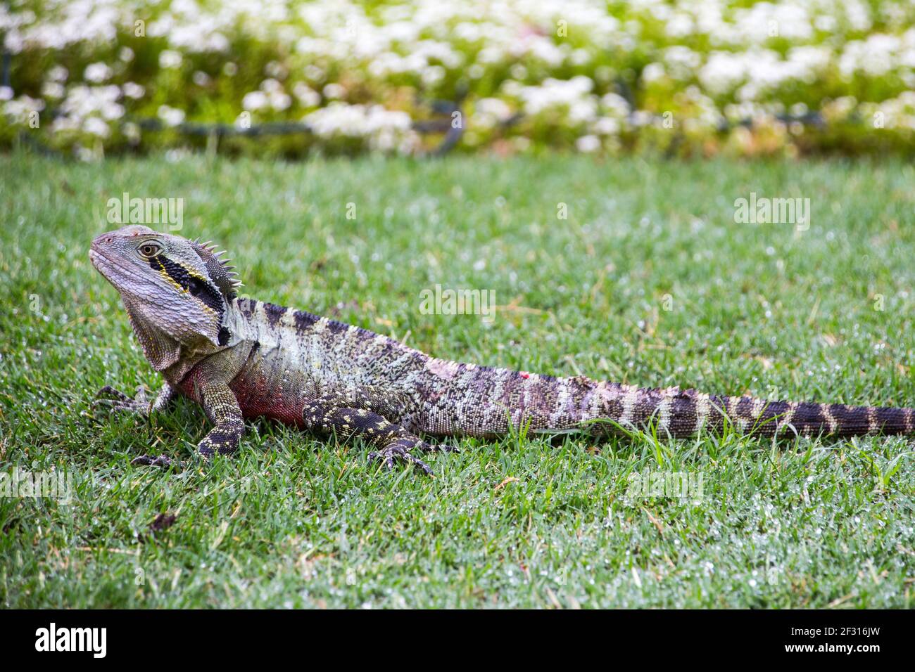 Australian water dragon in Brisbane, Australia Stock Photo - Alamy