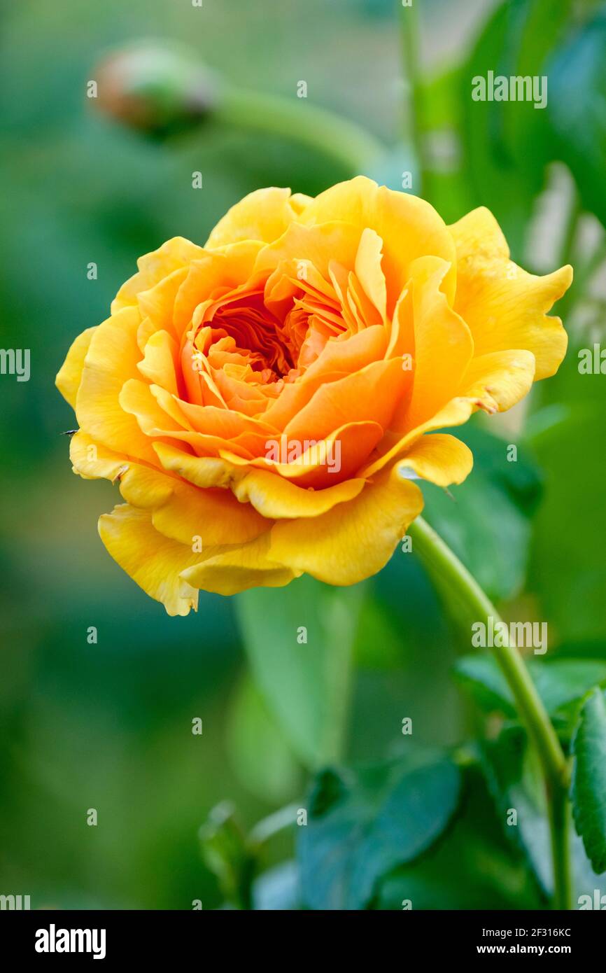Rich yellow, multipetalled, floribunda) shrub rose Rosa Leah Tutu, also ...