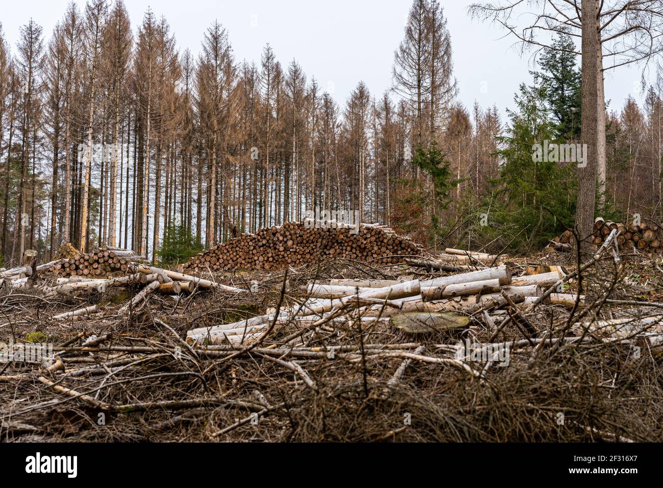 Forest dieback as a result of climate change in the Westerwald, Germany ...