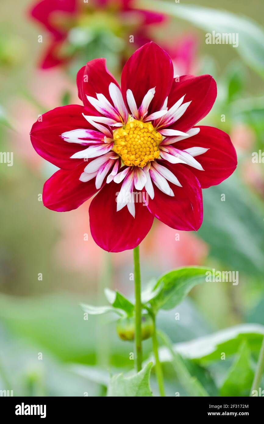 Small flower, rich deep red, white collar with shades of mauve ...