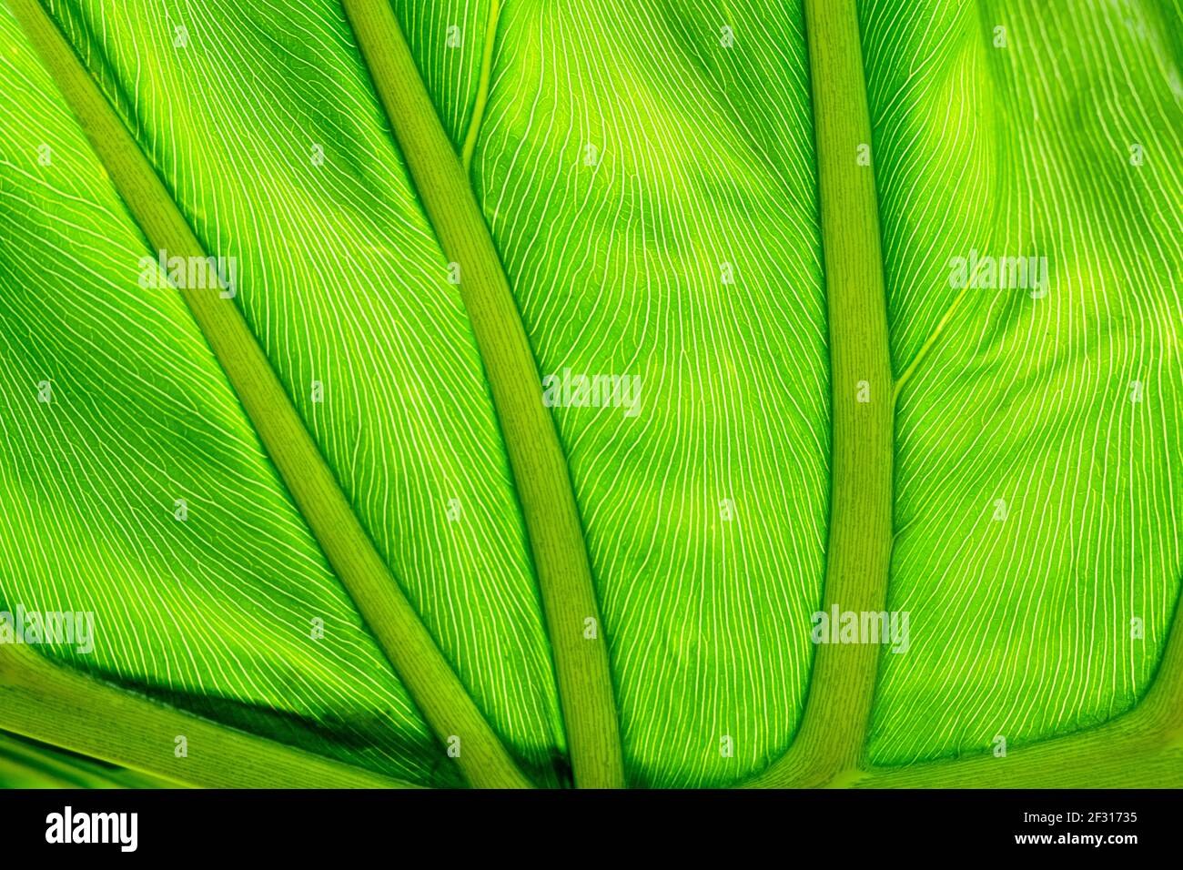 Underside of big green leaf Stock Photo - Alamy