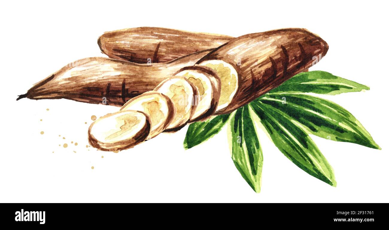 Cassava root, tuber, leaf and slices. Manihot esculenta. Watercolor ... Cassava root, tuber, leaf and slices. Manihot esculenta. Watercolor ...