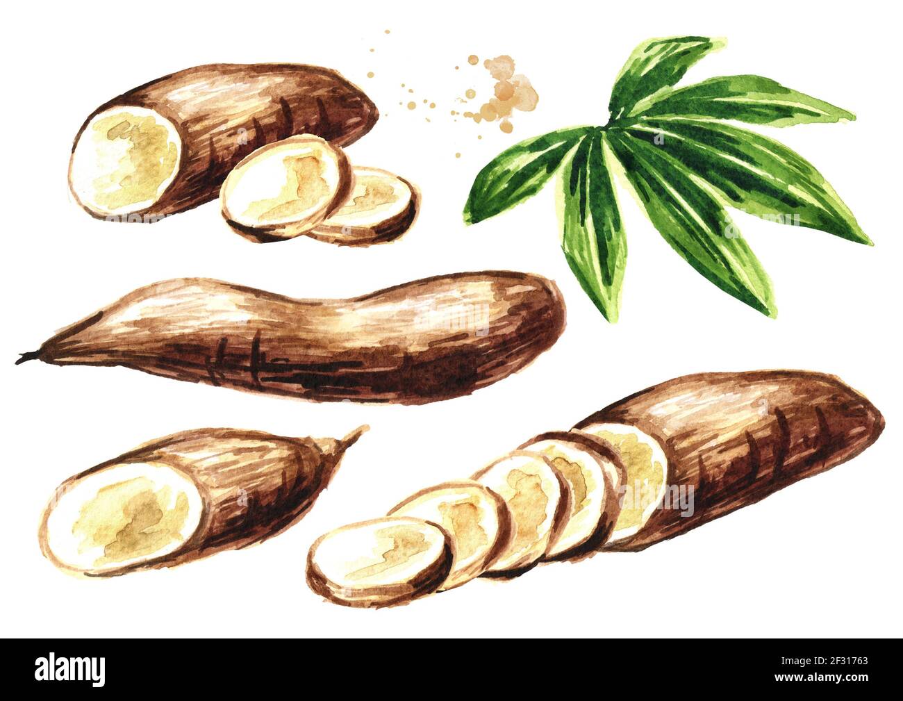 Cassava root, tuber, leaf and slices set. Manihot esculenta. Watercolor ... Cassava root, tuber, leaf and slices set. Manihot esculenta. Watercolor ...