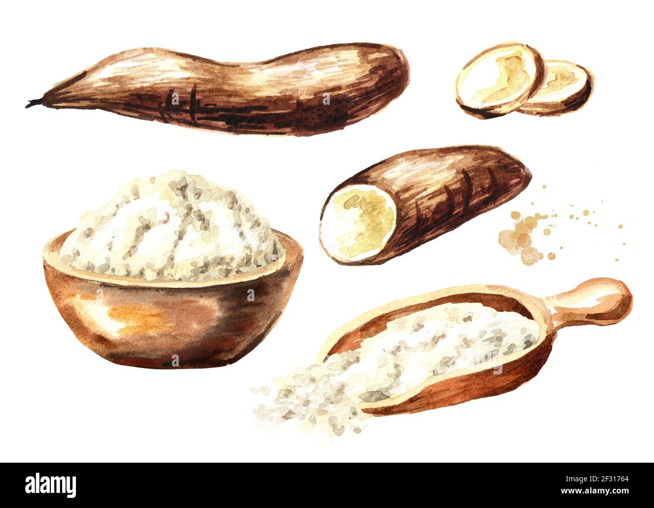 Cassava root, powder set. Manihot esculenta. Watercolor hand drawn ...