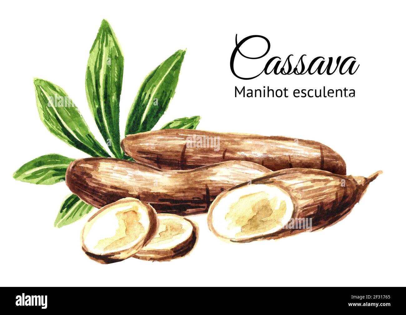 Cassava root, tuber, leaf and slices. Manihot esculenta. Watercolor ... Cassava root, tuber, leaf and slices. Manihot esculenta. Watercolor ...