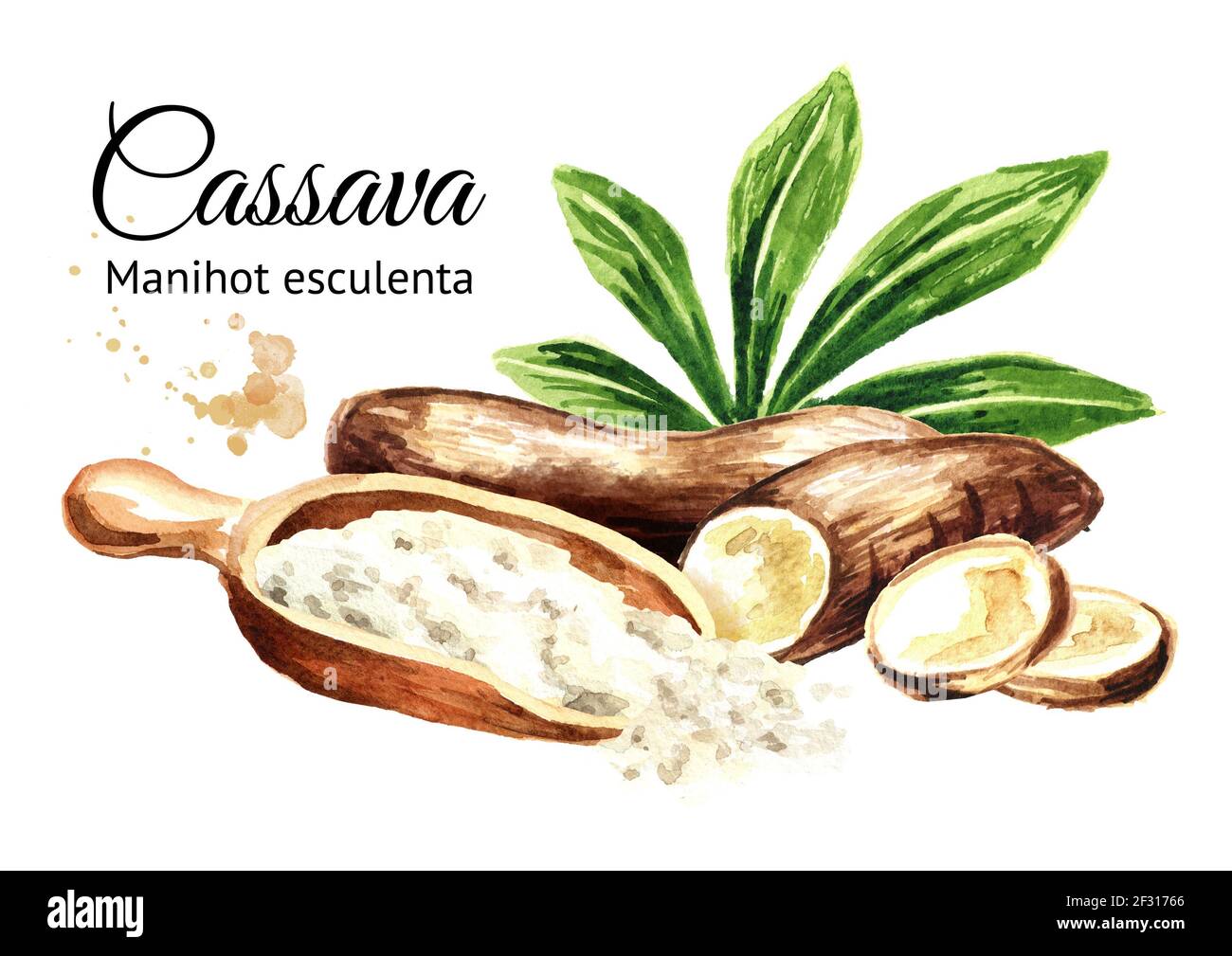 Cassava root, tuber, slices, powder and slices. Manihot esculenta ... Cassava root, tuber, slices, powder and slices. Manihot esculenta ...
