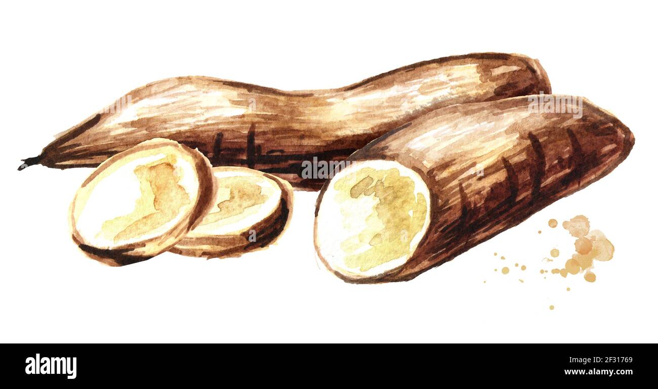 Cassava root, tuber and slices. Manihot esculenta.. Watercolor hand ... Cassava root, tuber and slices. Manihot esculenta.. Watercolor hand ...