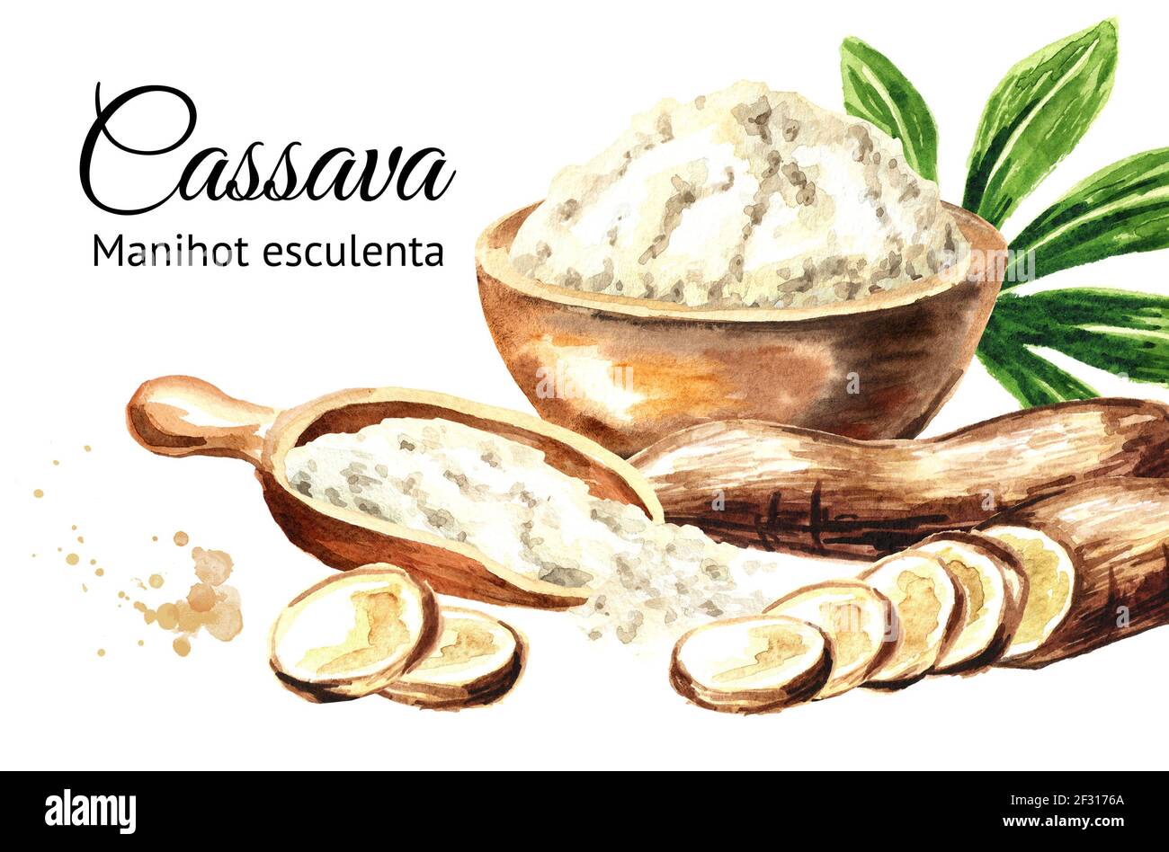 Cassava root, tuber, slices, powder and slices card. Manihot esculenta ... Cassava root, tuber, slices, powder and slices card. Manihot esculenta ...
