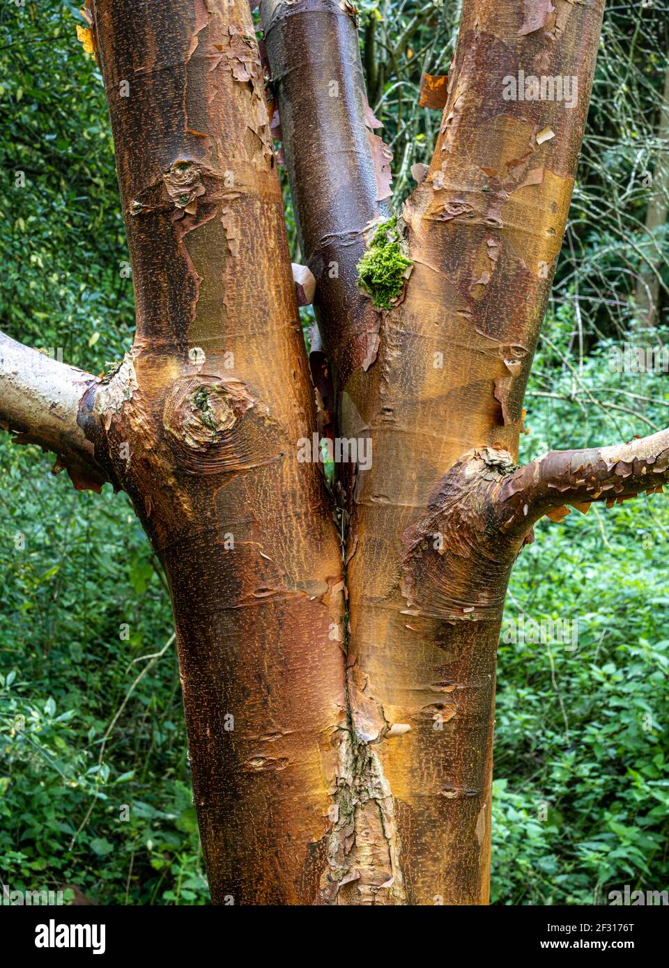 Beautiful copper coloured tree 5410 Stock Photo - Alamy