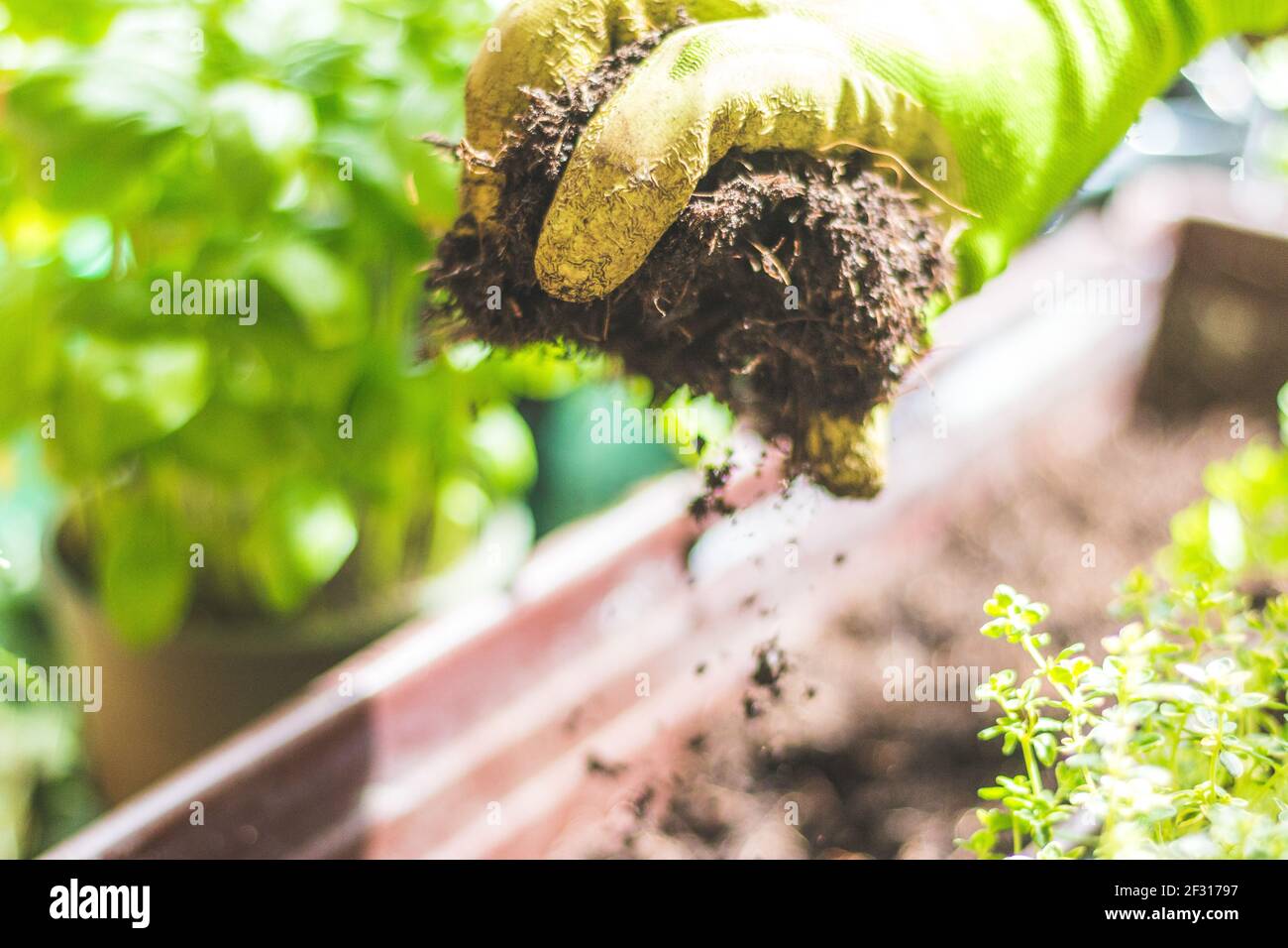 Closeup of fruitful soil for planting vegetables and herbs Stock Photo ...