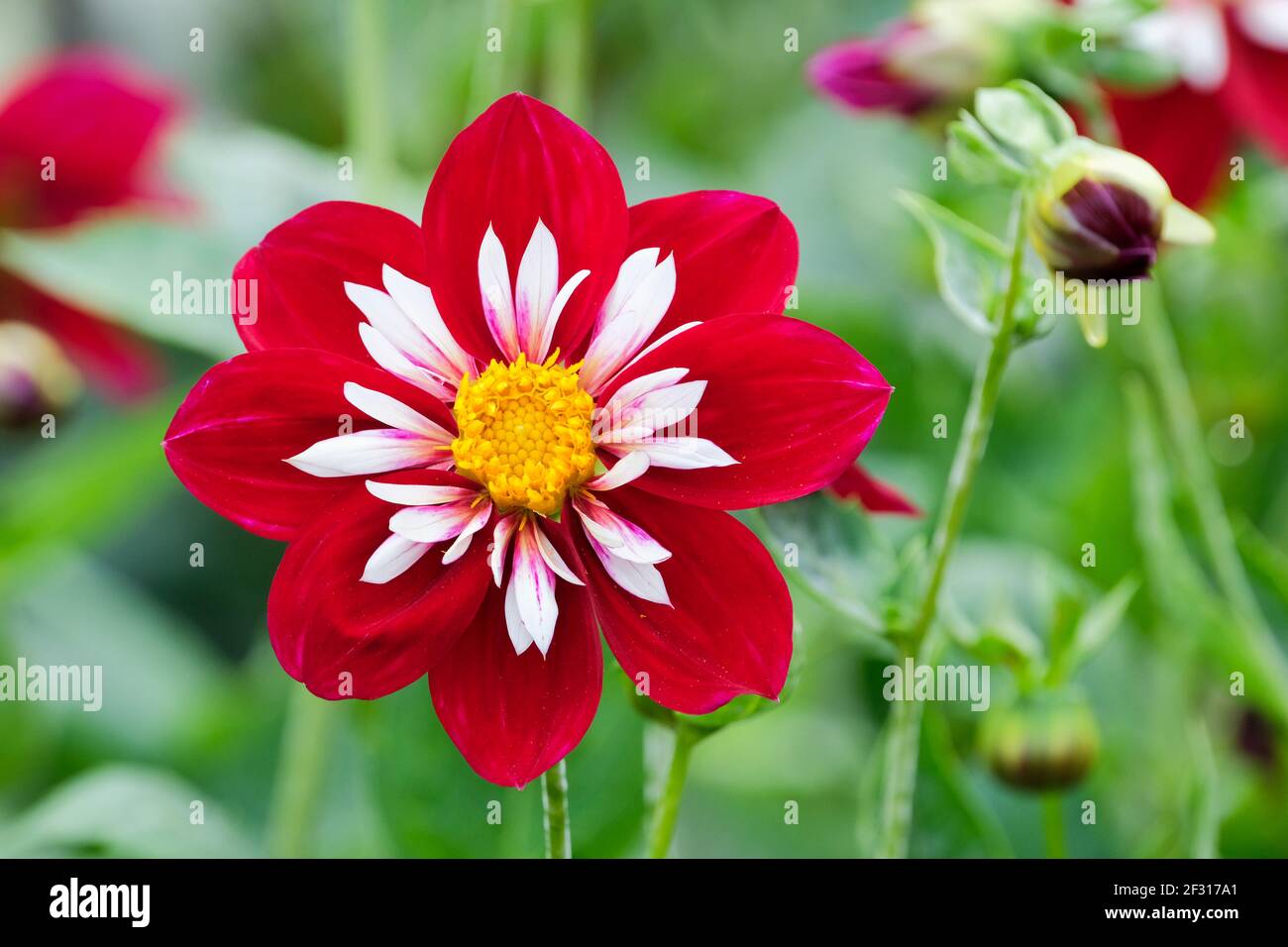 Small flower, rich deep red, white collar with shades of mauve ...