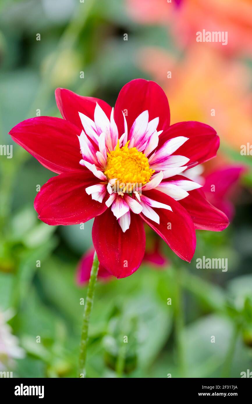 Small flower, rich deep red, white collar with shades of mauve ...