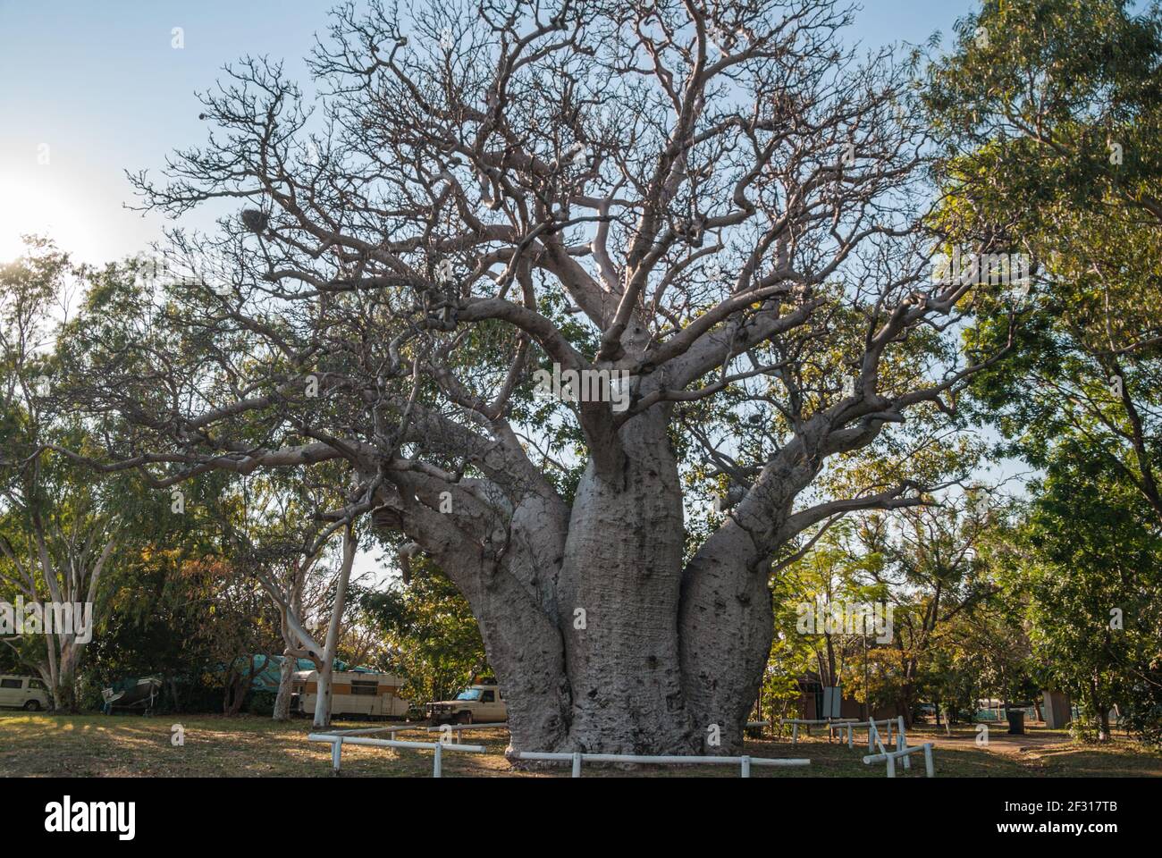 Large boab tree hi-res stock photography and images - Alamy