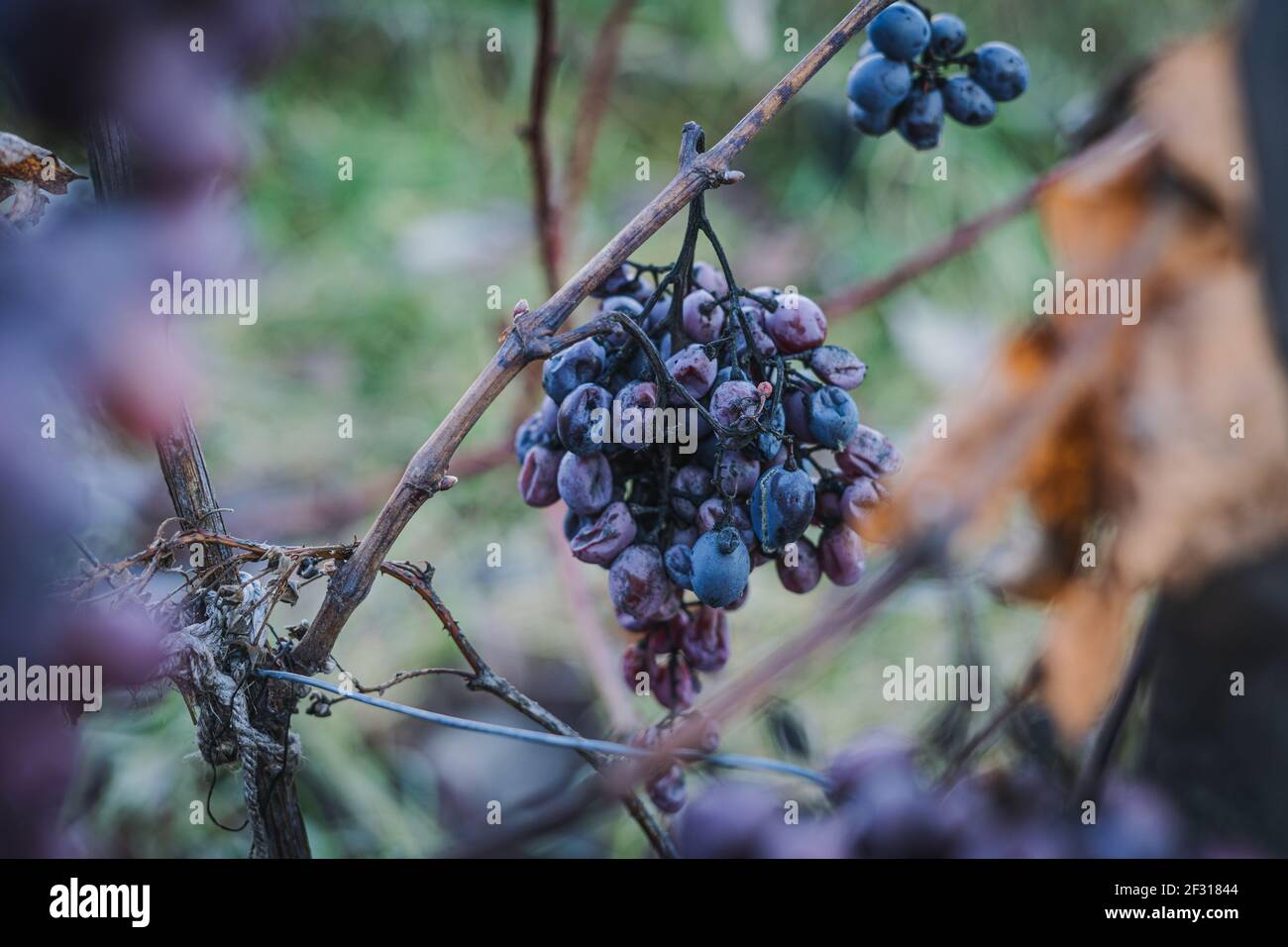 A disease of grapes hi-res stock photography and images - Alamy
