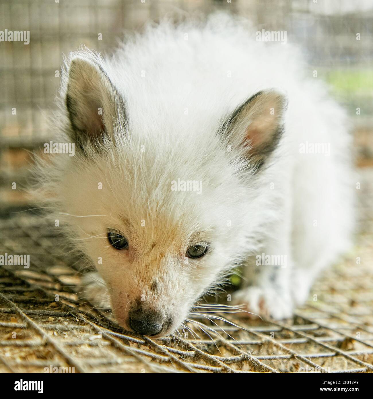 Curious young fox in a cage Stock Photo - Alamy