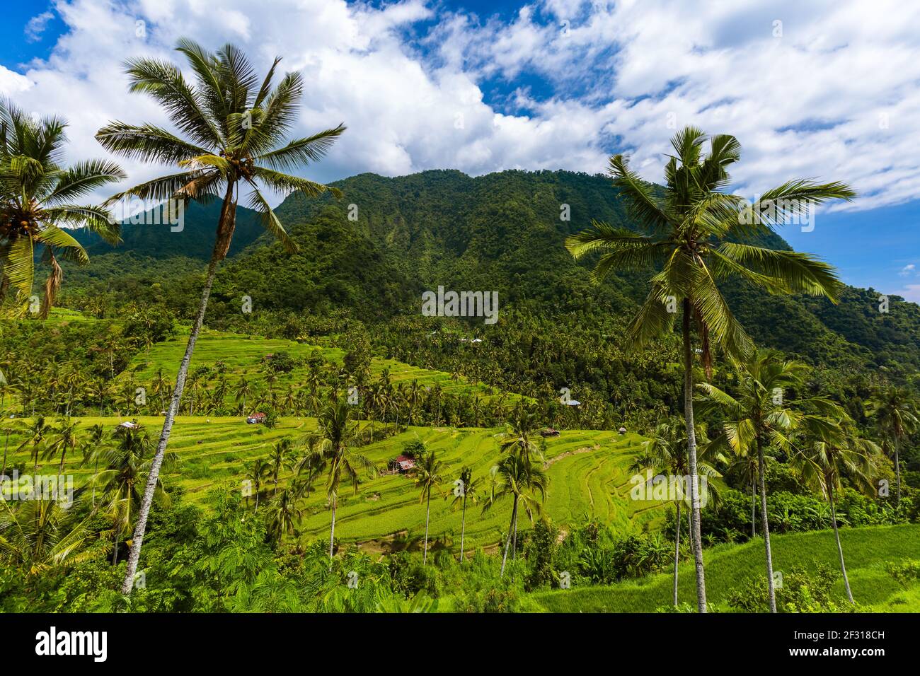 Rice fields - Bali island Indonesia Stock Photo - Alamy