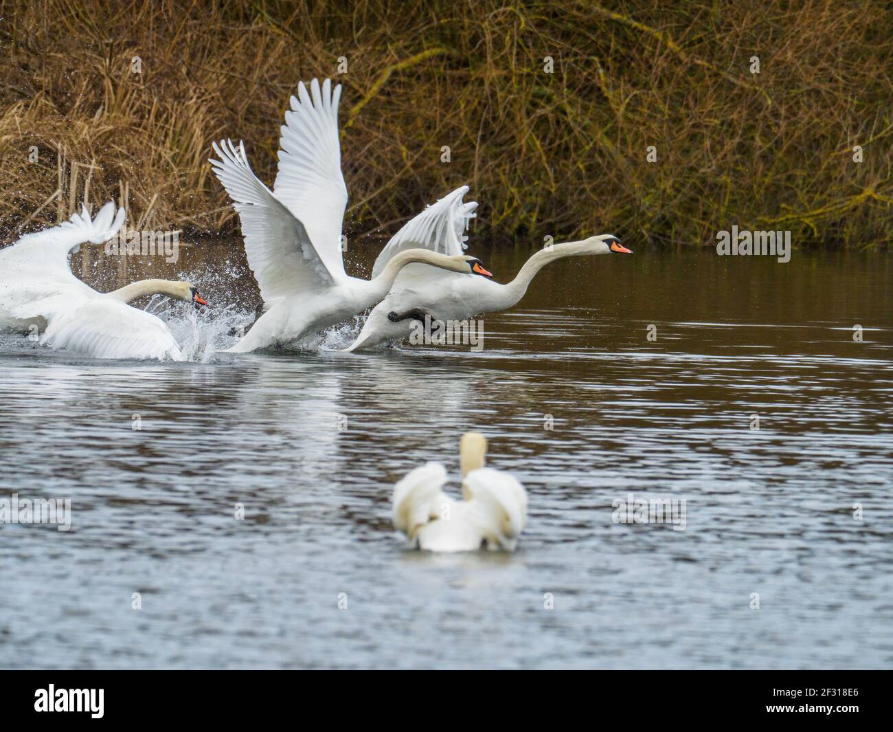 White swans angry attack hi-res stock photography and images - Alamy