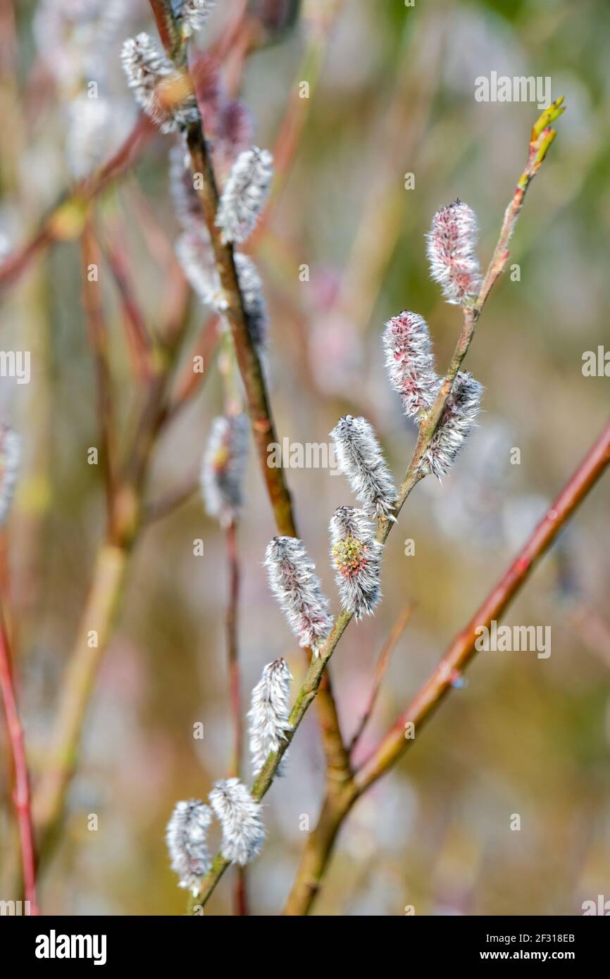 fuzzy rosy-pink catkins of salix gracilistyla Mount Aso also known as ...