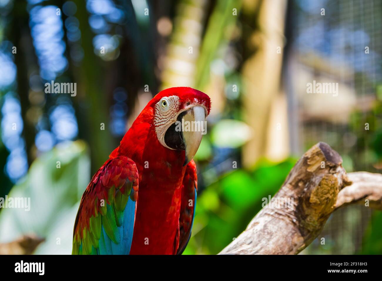 Indonesia parrot hi-res stock photography and images - Alamy