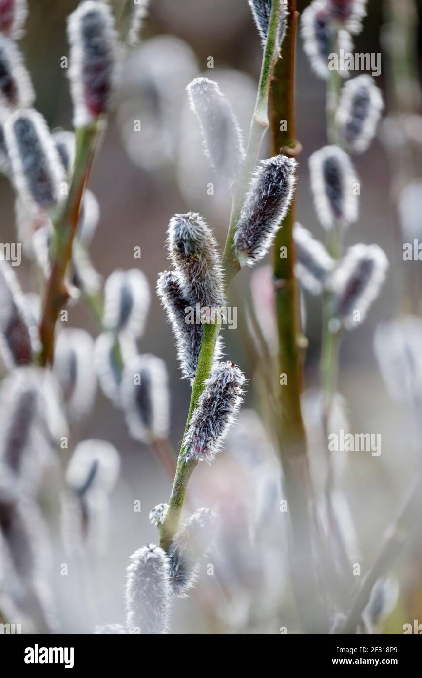 fuzzy rosy-pink catkins of salix gracilistyla Mount Aso also known as ...