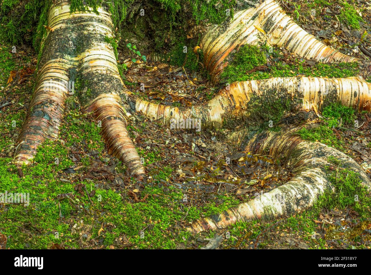 Beech tree roots and mosses 3461 Stock Photo - Alamy