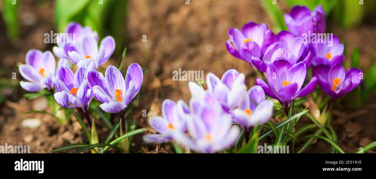 Purple flowering crocus isolated on blur background Stock Photo - Alamy