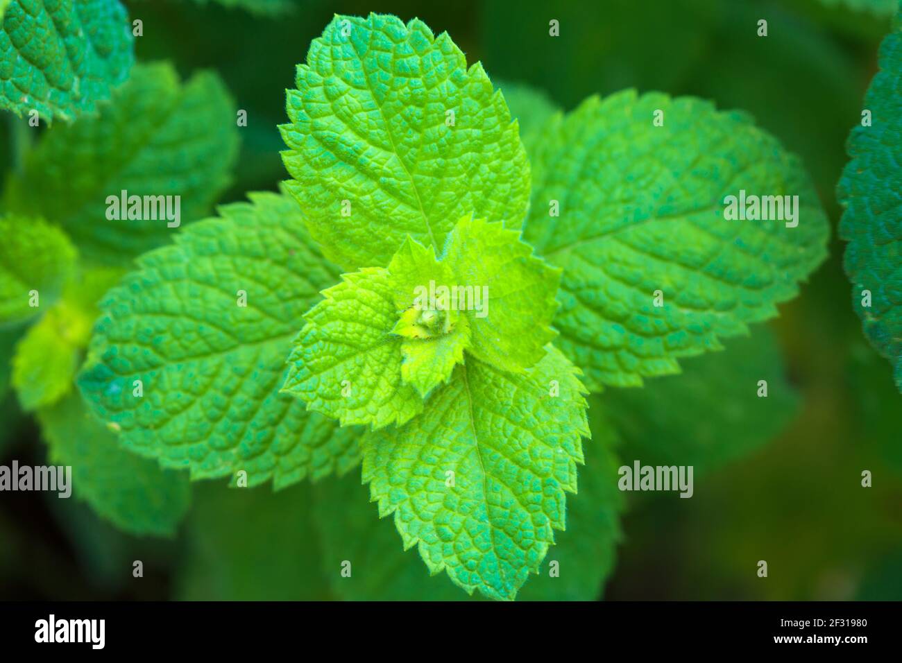 Green peppermint leaves background. Nature green background Stock Photo ...