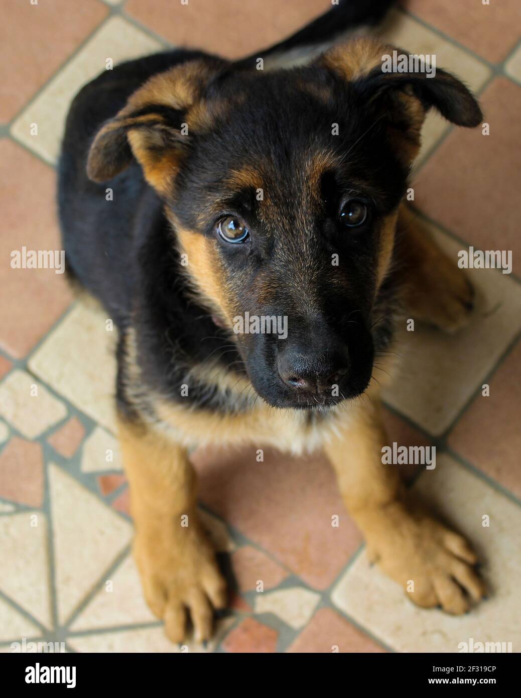 Brown German Shepherd Puppies 3 Months