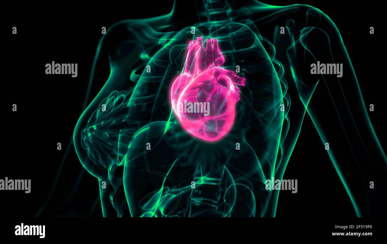 cg healthcare 3d illustration, human heart problems x-ray view Stock ...