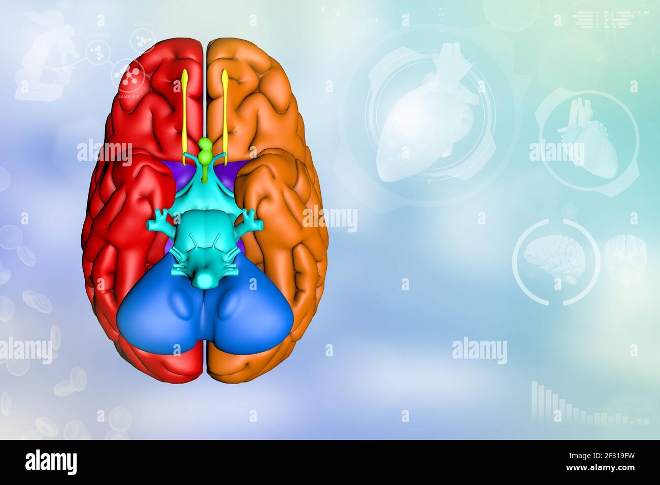Medical 3D illustration - human brain, neuron network research concept ...